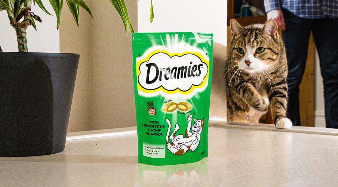 Cat Care and Cat Health | DREAMIES™